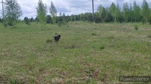 С дратхаром за тетеревом