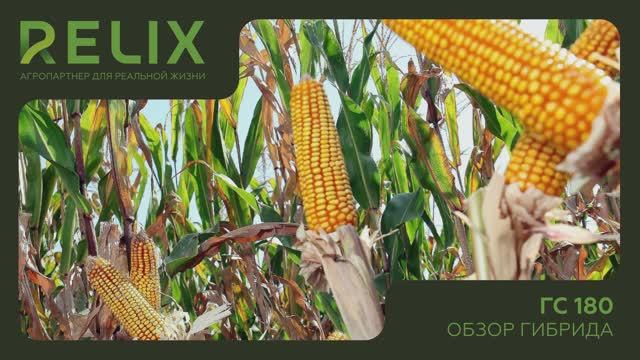 обзор кукурузы ГС 180
