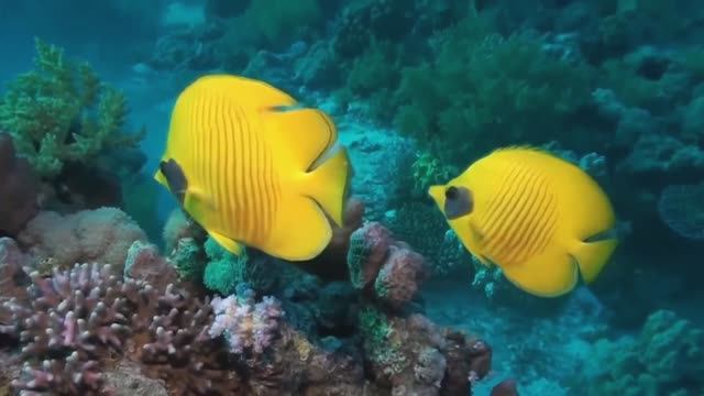 Божественная красота подводного мира! Завораживающая музыка!