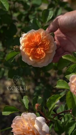 Питомник экологически выращенных роз и пионов GORKH вступил в Союз органического земледелия