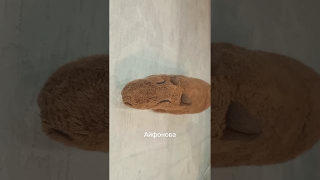 Школа капибар *5 за переписывание*