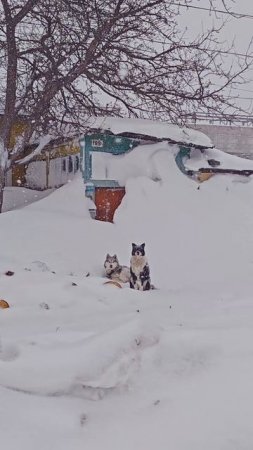 Николаевск-на-Амуре заметает понемногу. 07.02.2025