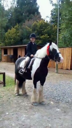 Alfie🐎❤