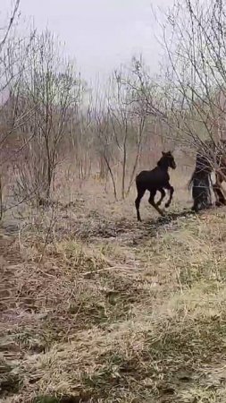 Новые жеребята фриз тинкеры