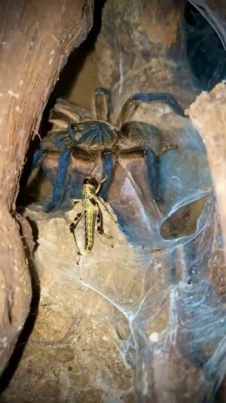 Птицеед #shorts #tarantula
