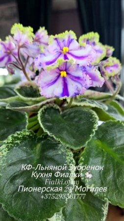 🐇❤️КФ-Льняной Зубренок. Обожаем мной.  Прекрасный компактный с цветами анютками. Сделано в Беларуси