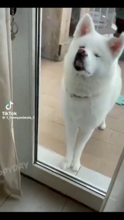 кот шарград