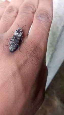 The Eyed Click Beetle - Very Unique Critter