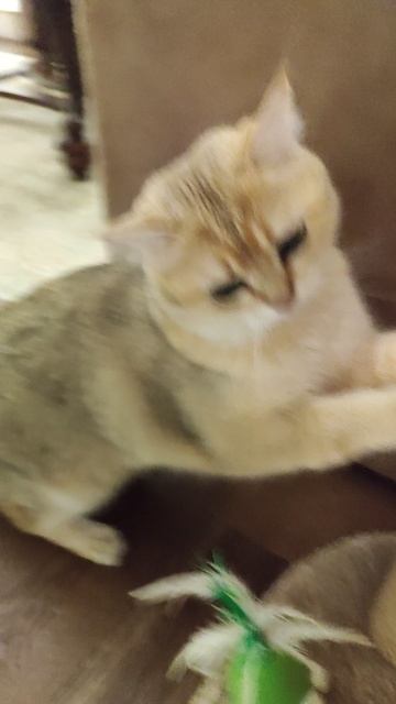 Мой кот