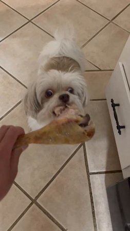 I baked a whole turkey for my Dogs without any seasonings 😋🐶