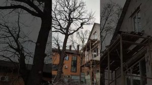 Опиловка дерева в Саратове специалистом