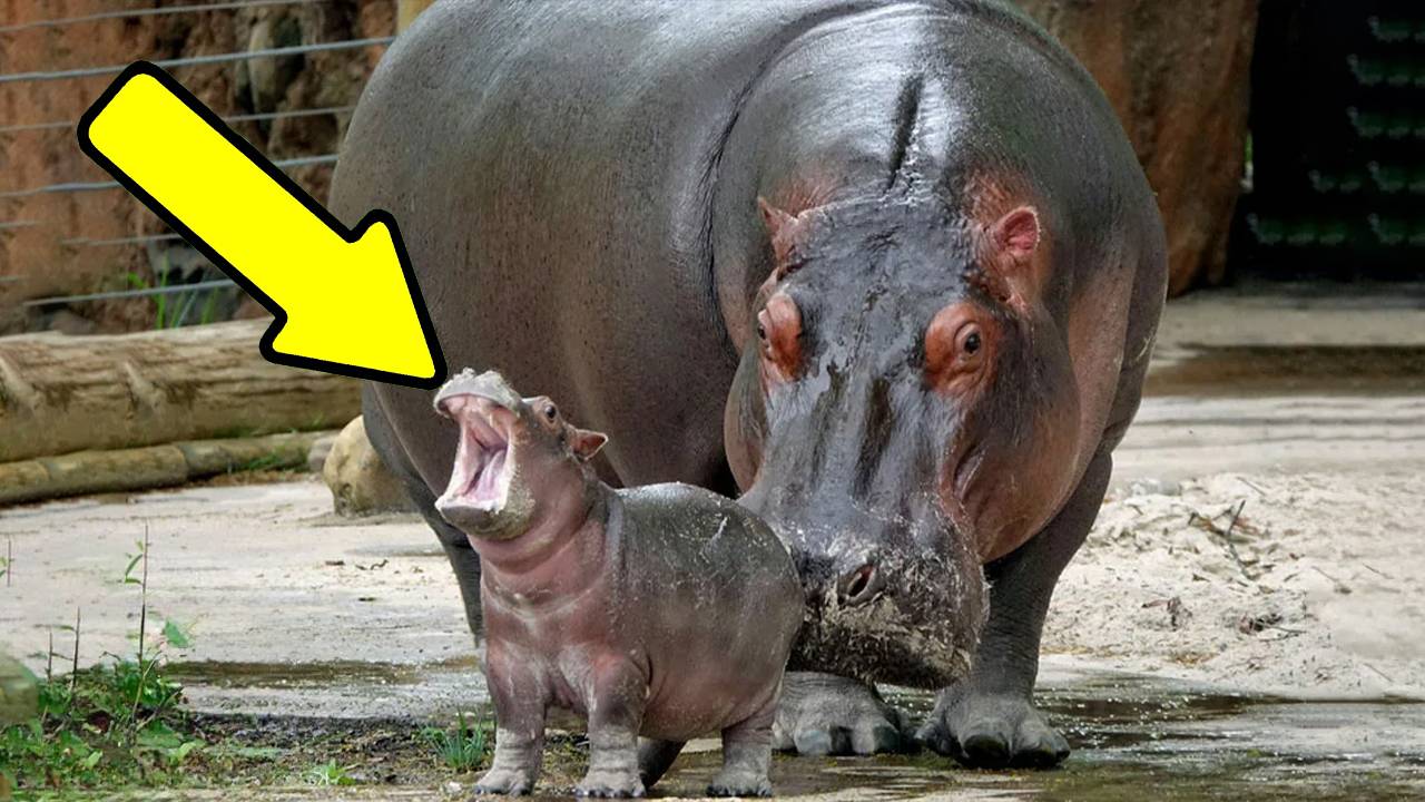 Материнская любовь? Скорее материнский расчет: как животные решают, кого оставить в живых.