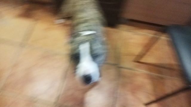 Tcenniy Prize Empress 6,5 y. - угадайка с закрытием ящика.