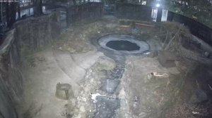Европейские выдры Кариба и Марек