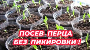Посев перца без пикировки! Лучший способ выращивания сладкого перца из семян