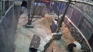 Трубкозуб Терренс
