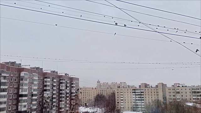 Стайка дроздов. Скоро весна!)))