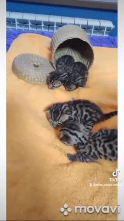 Бенгальские котята для Вас