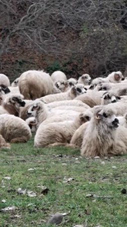 Oi din Vințu de jos jud Alba