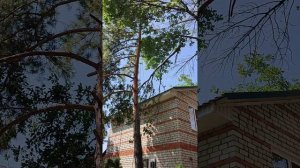 Удаление дуба на дачном участке в Саратове специалистом/арбористом