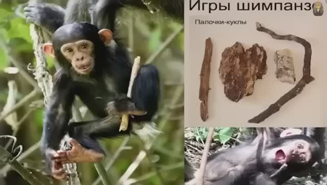 Станислав Дробышевский - невероятные способности нашего мозга!