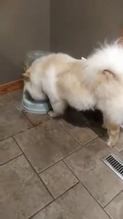 Salmon Oil for Dogs