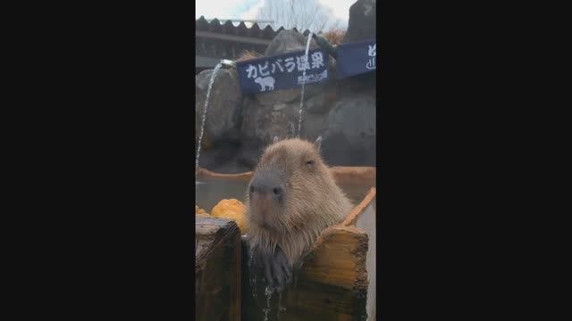 КАПИБАРЫ НА ЧИЛЛЕ: САМЫЕ МИЛЫЕ И СМЕШНЫЕ МОМЕНТЫ 🦿🌿✨