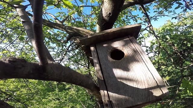 Büyük Baştankara Great Tit Parus Major Gopro 5 Black Trabzon смотреть видео онлайн от