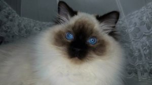 Люкс рэгдоллы, котята и шоу производители. Lux ragdolls, kittens and show producers.