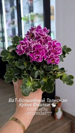 🐇🌸ВаТ-Волшебный Талисман. Красивая розетка резной герл листвы и крупные объёмные цветы на крепких