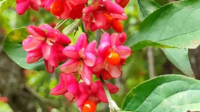 Адыгея, Гузерипль