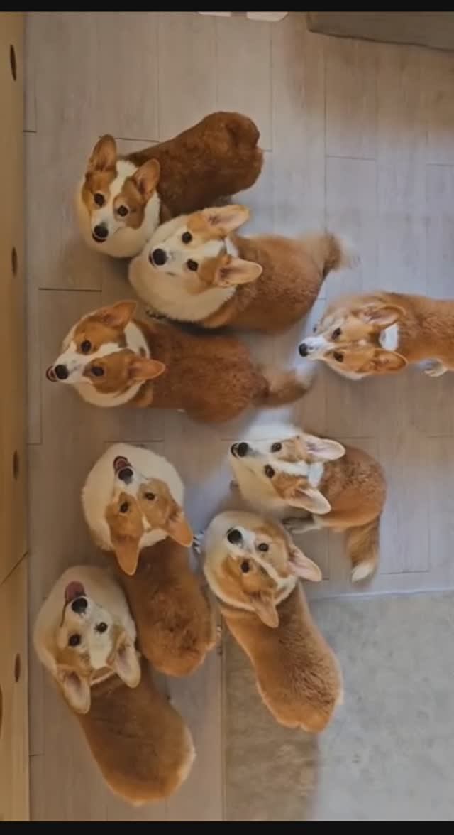 КОРГИ ПРОТИВ ВСЕХ: САМЫЕ СМЕШНЫЕ МОМЕНТЫ, КОТОРЫЕ СЛОМИЛИ ИНТЕРНЕТ! 🐕