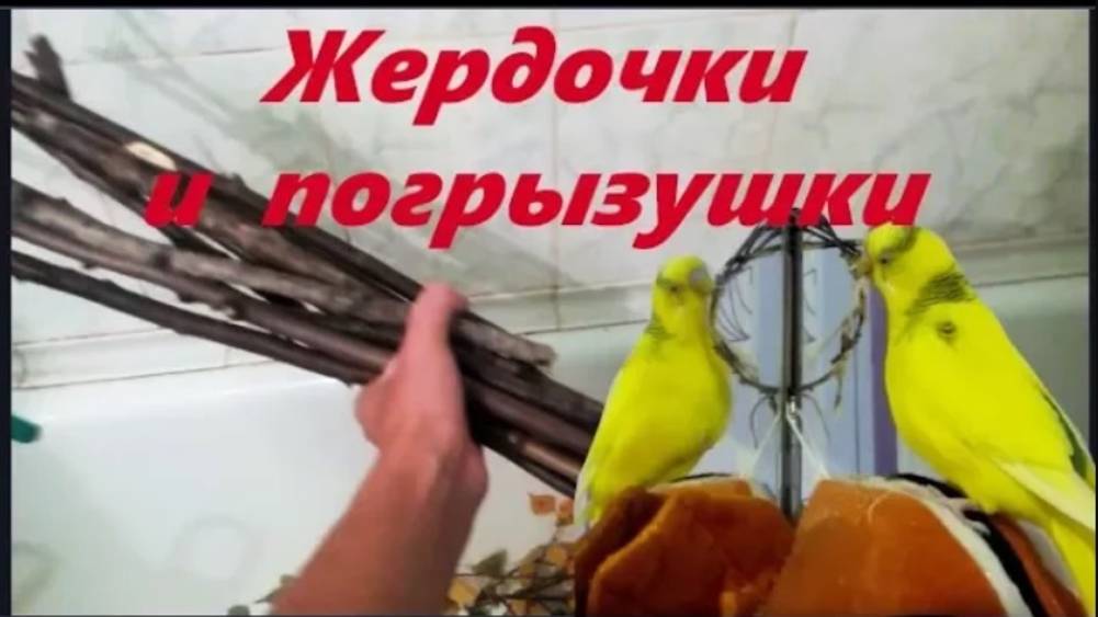 Как сделать жердочки и погрызушки своими руками для попугая? Как я делаю жерди для попугаев.