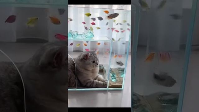 Весёлые проделки кошек и собак – Эпизод 4