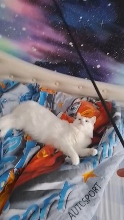 кошка играет под музыку для игры с кошкой 🐱