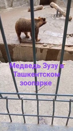 Медведь Зузу в Ташкентском зоопарке: Полный ролик с Ташкентского зоопарка на Ютубе