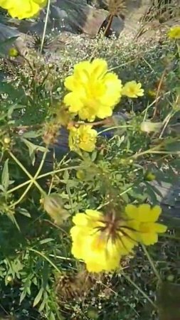 yellow 💛 flower blooms in my terrace garden ❤️🏡 #shorts #youtubeshorts #viralshorts #flowers #trend