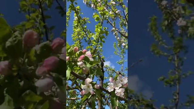 Respect #shorts #news #asmr #city #newscity #antistress #relax #relaxing #asmrnature