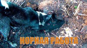 ОХОТА с РУССКО-ЕВРОПЕЙСКОЙ ЛАЙКОЙ/БОРЬБА С ХОРЕМ И НОРНАЯ РАБОТА АЙКИ
