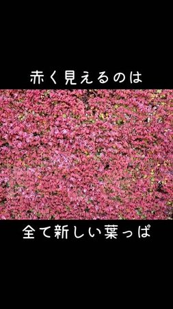 30秒植物紹介【トキワマンサク】