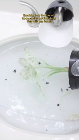 What no one TELLS YOU about HOUSEPLANTS #plants #houseplants #pests #indoorplants #BIOSpartner #tip