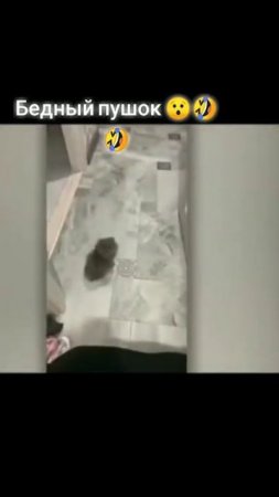 Бедный пушок - когда забыл бумагу в туалете