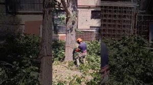 Валка дерева в Саратове под корень специалистом