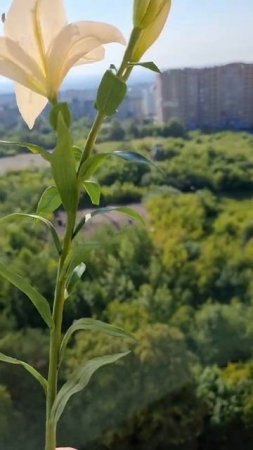 Садовая лилия из холодного фарфора. Поет @Саша Айвазов