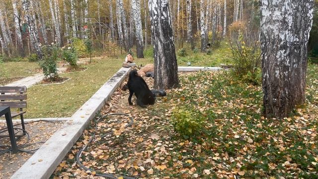 2024-10-07 Питомцы - Ворон после завтрака ;-) - 4 K