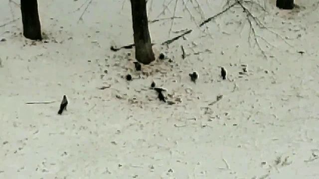 Короткометражный фильм городские птицы 86636743605