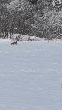 Лиса в зимнем поле