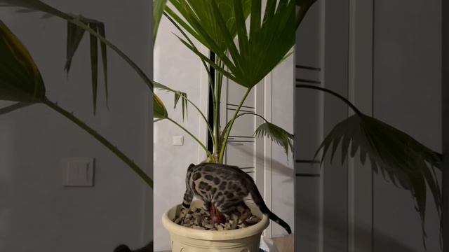 3 месяца Скарлет и 2 сутки как появилась у нас эта пальма 🌴) пантера близка к своей среде