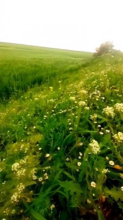 Natura#flowers #beautiful #love #naturelovers #garden #nature  #اكسبلور