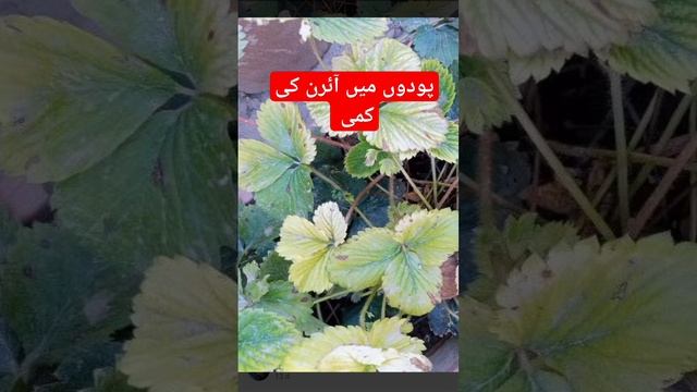 پودوں میں آئرن کی کمی  Iron Deficiency in Plant #agriculture #epicgardening #homegardening  #farmin